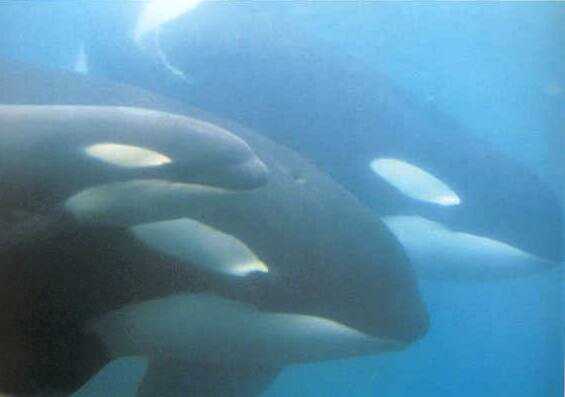Shamu's real name is Corky....she is one of the oldest orcas in captivity.