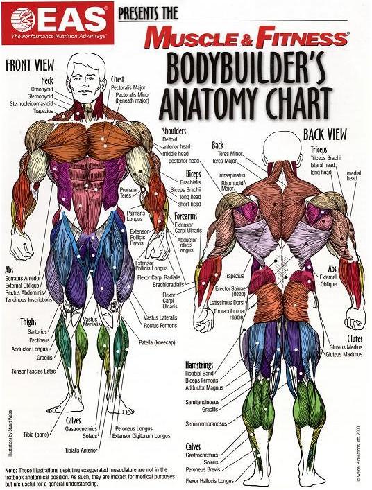 Anatomy of a Bodybuilder
