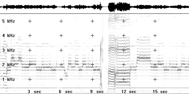 Virtual Analysis of Maya Trumpets. Model in wood Hom-Kooché