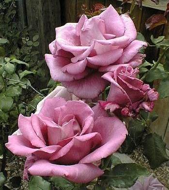 Rosebriar Gardens: Moon Shadow
