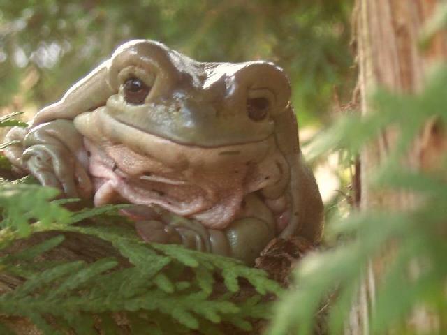 It's Booger the Frog!