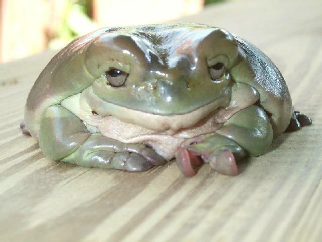 It's Booger the Frog!