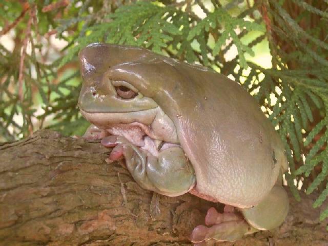 It's Booger the Frog!