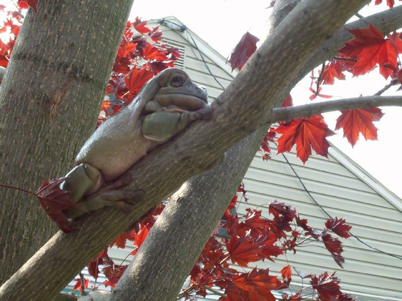 It's Booger the Frog!