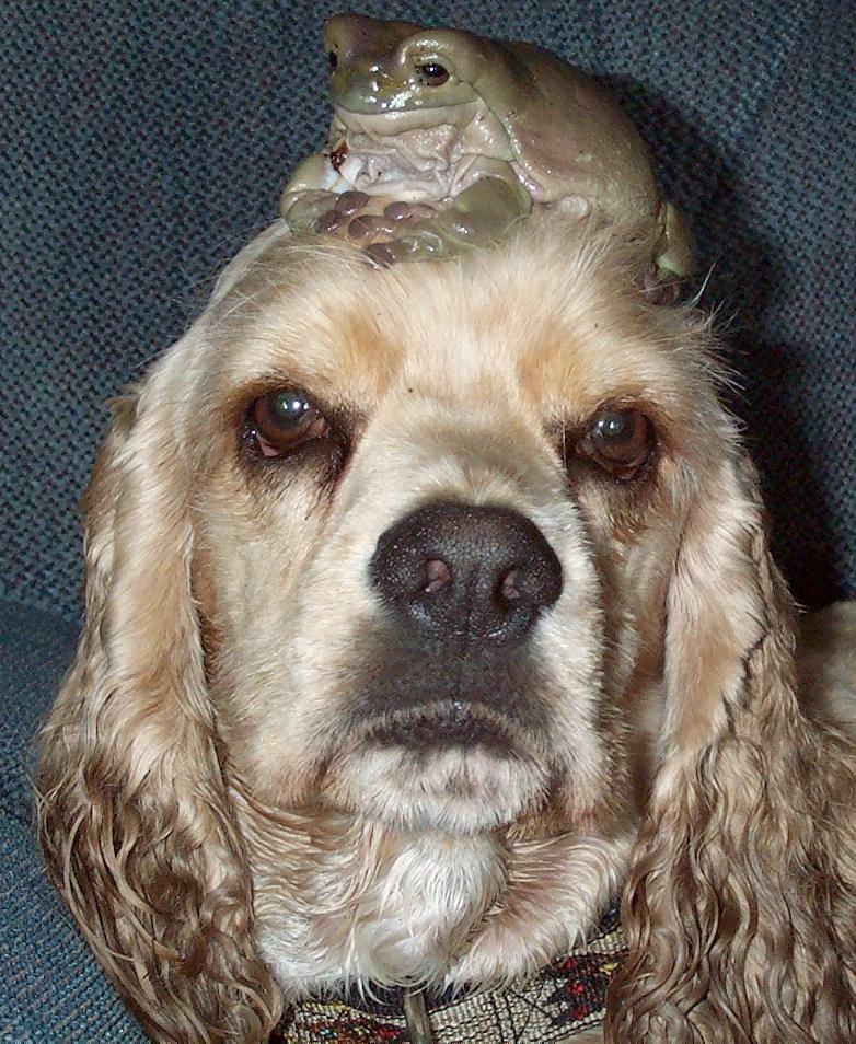 It's Booger the Frog!