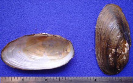 molluscs-pics
