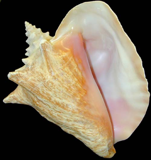 PINK CONCH - SEA SHELLS / VENICE BEACH WORLD.COM