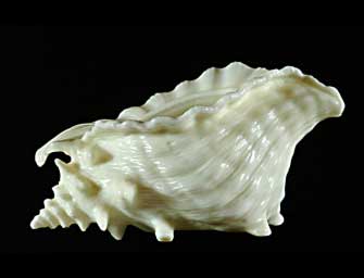 VENICE BEACH WORLD.COM