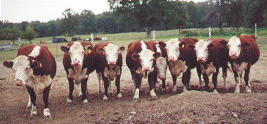 The Cows