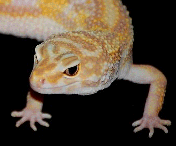 index [www.geocities.ws]