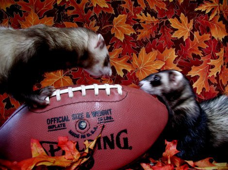 Ferret Football