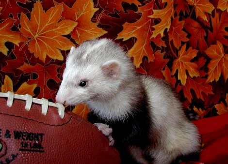 Ferret Football