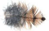 owl feather identification