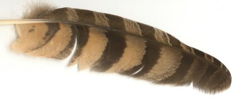 owl feather identification