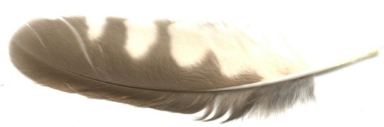 owl feather identification
