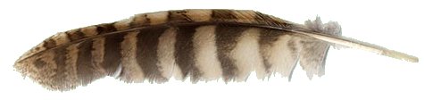 owl feather identification