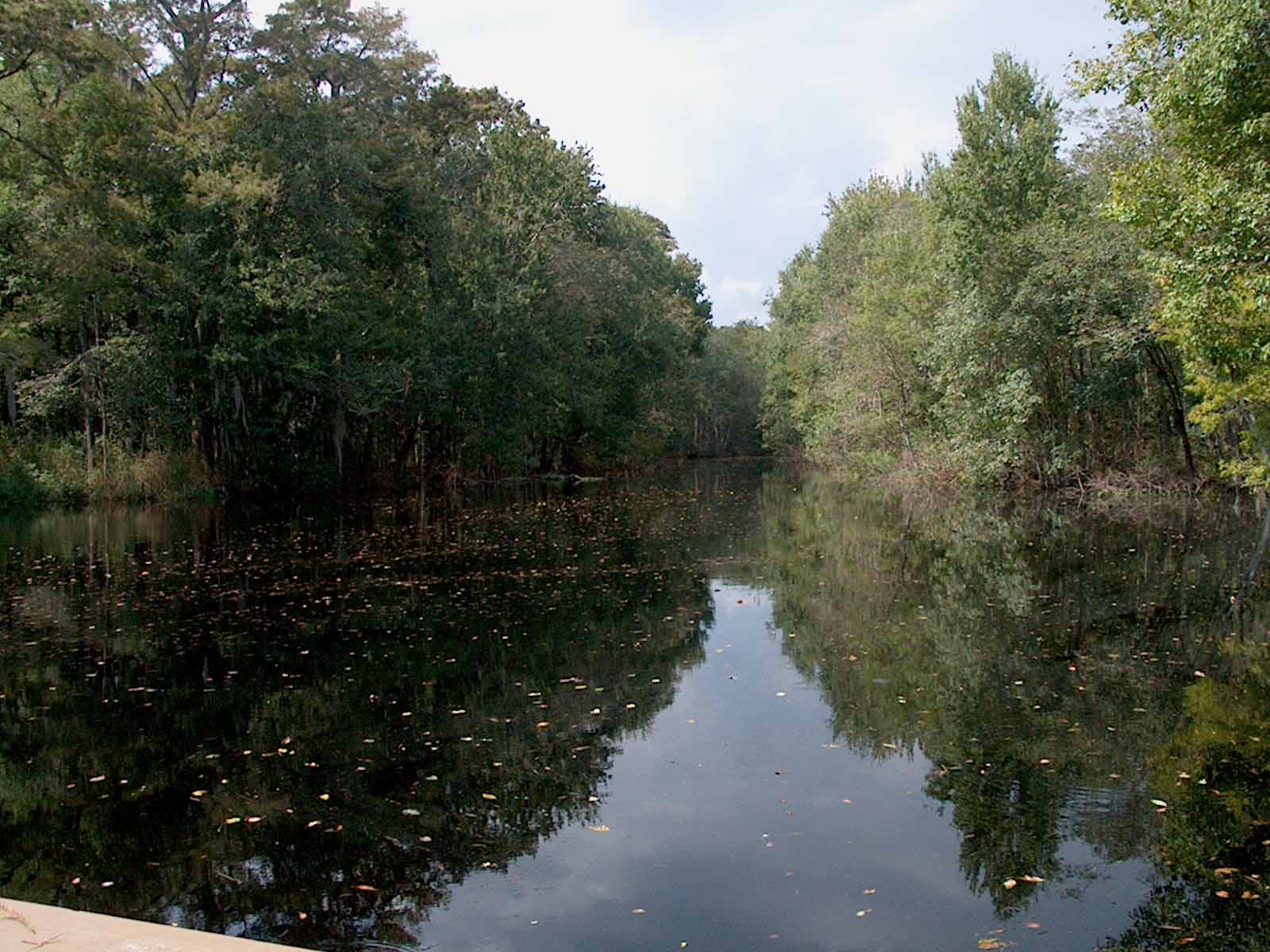 Osceola Swamp 2
