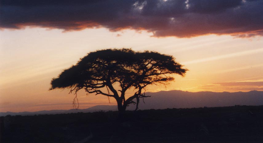 Acacia Tree at Sunset