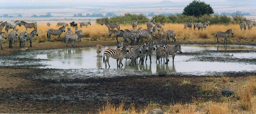 Zebra Herd 2