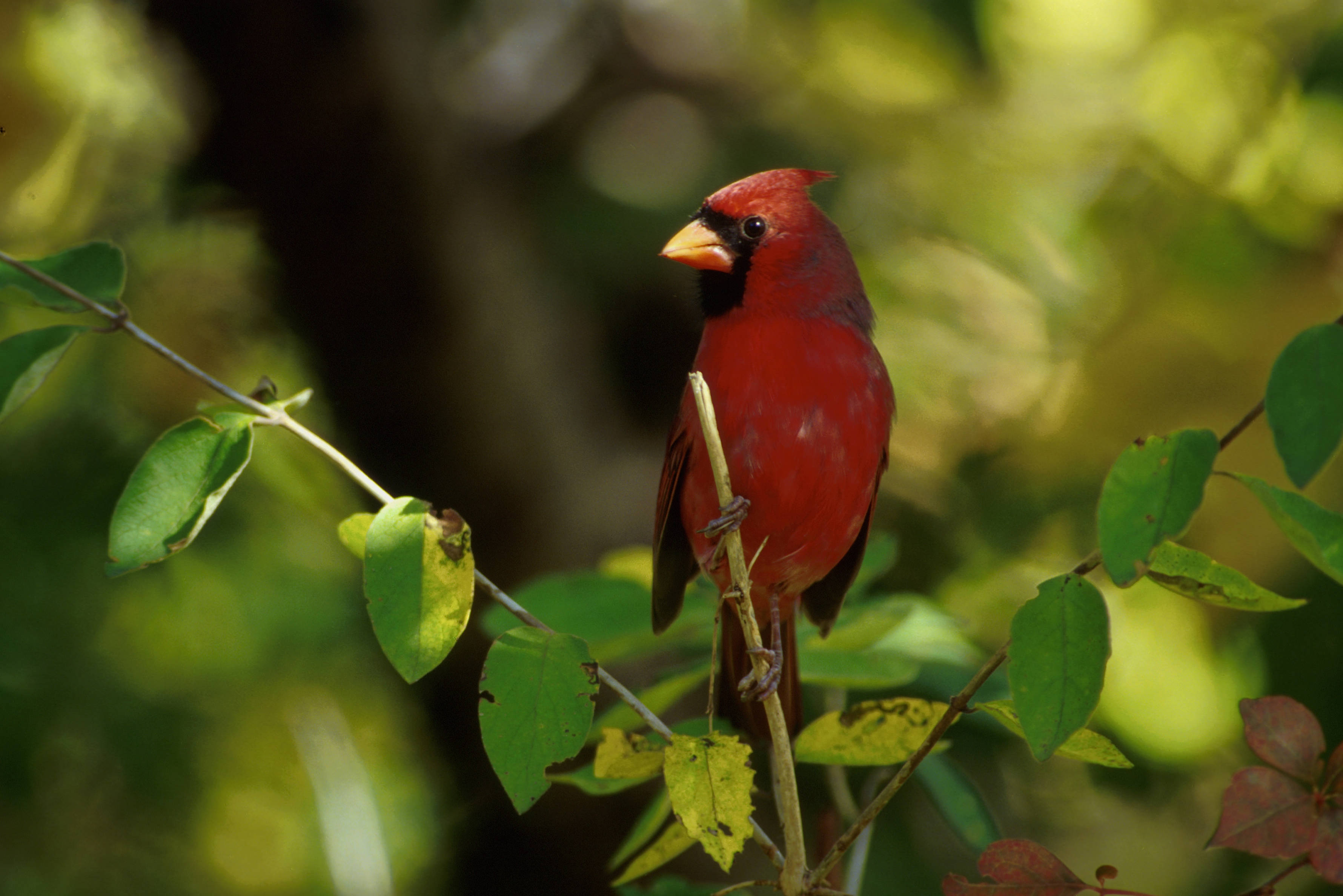 Society for Local Birds of Cincinnati: Northern Cardinal