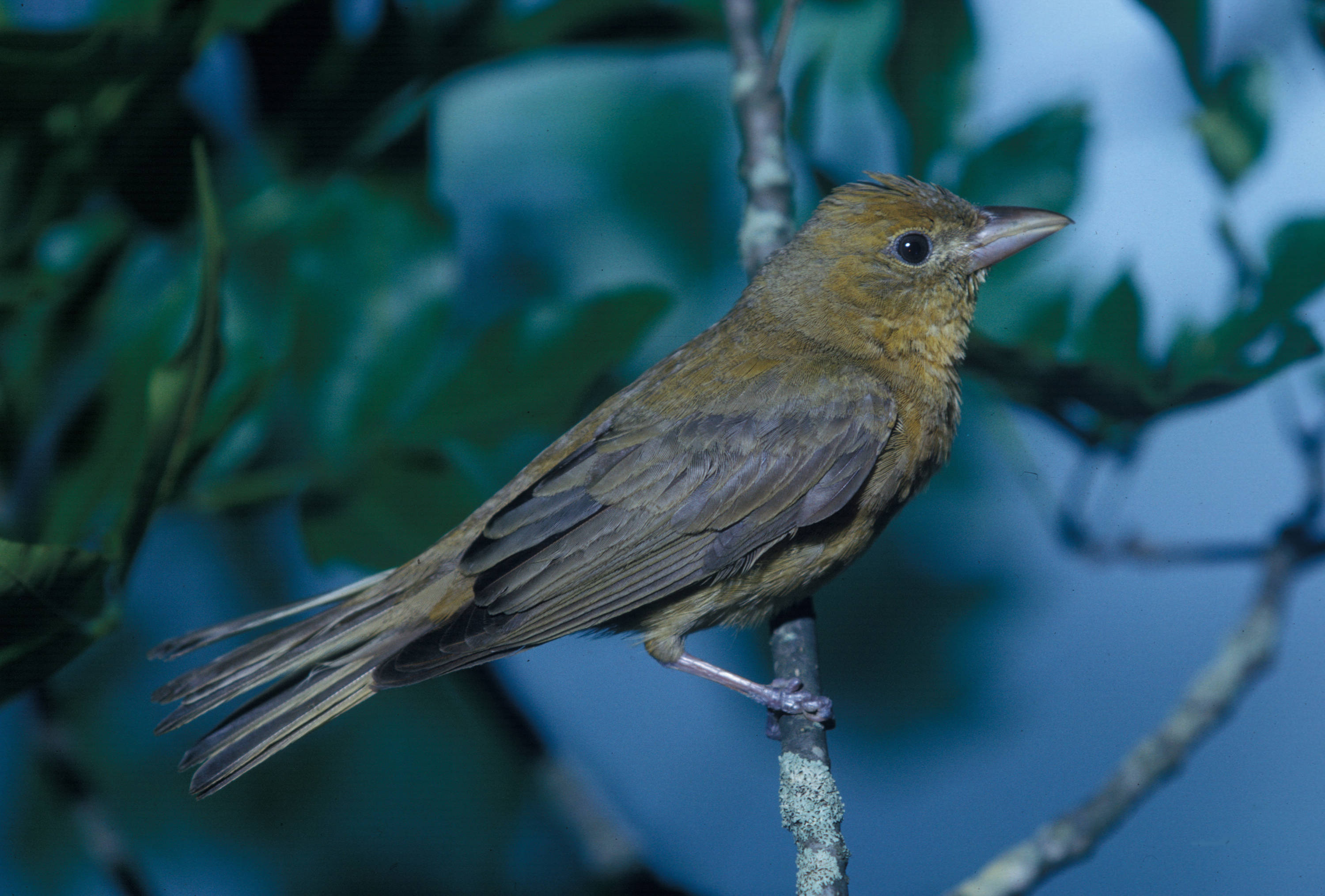 Society for Local Birds of Cincinnati: Summer Tanager