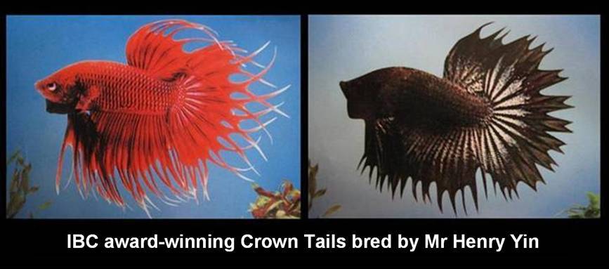 Daniel Chia's Betta Barracks