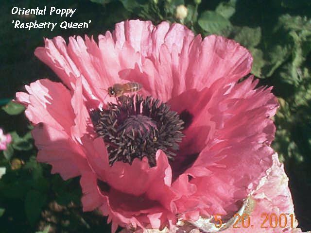 Owl Creek Gardens, Poppy Page