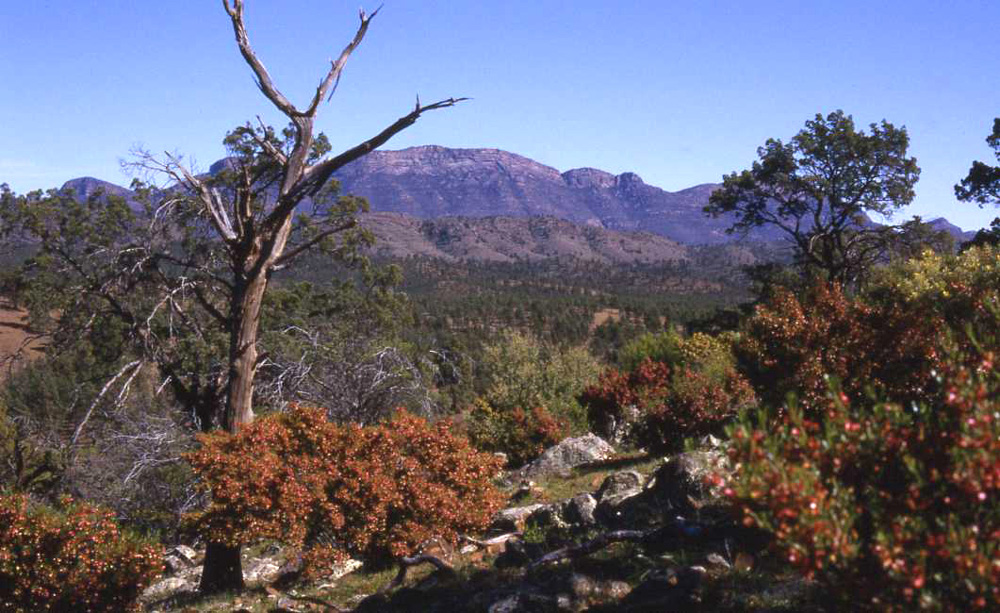 Sacred Canyon in the Flinders Ra