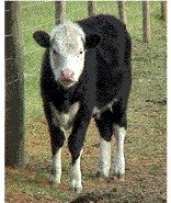 My Cow Friend