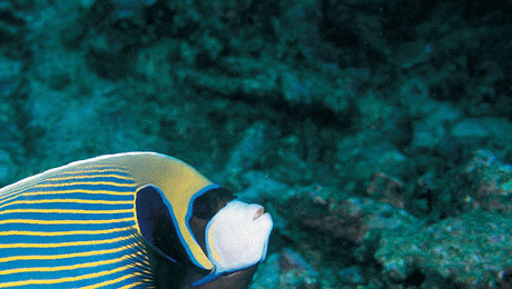 butterflyfish