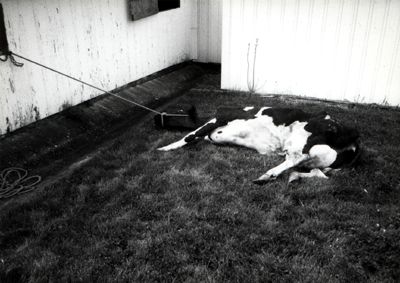 cowslaught