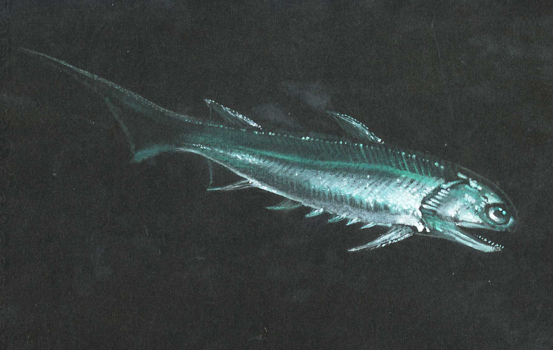 DMITRY PARAMONOV: Wildlife Artist