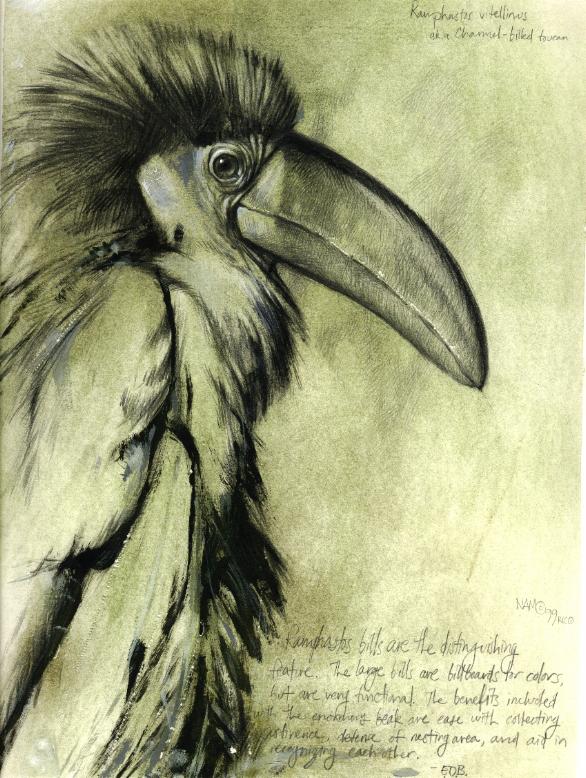 Bird Drawings Archive