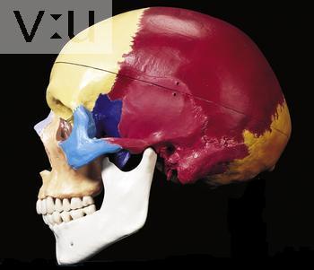 Labeled_Skull3
