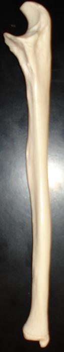 Ulna