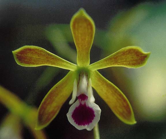 Enchanted Forest Orchids Page 1