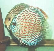 Discus Thailand - discus