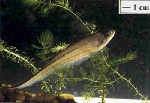 Eigenmannia virescens