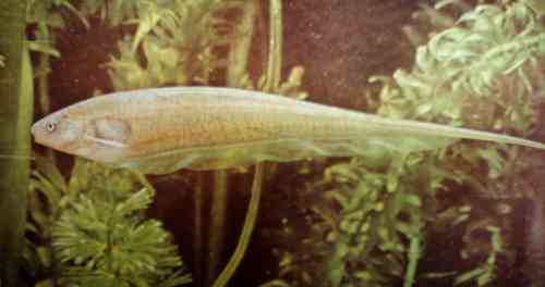 Eigenmannia virescens