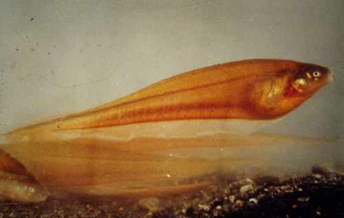 Eigenmannia virescens