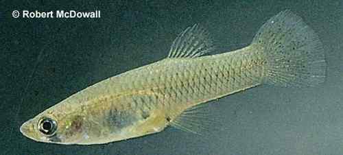 Gambusia affinis