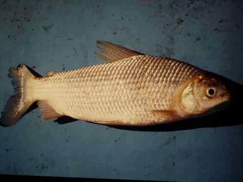 Prochilodus platensis