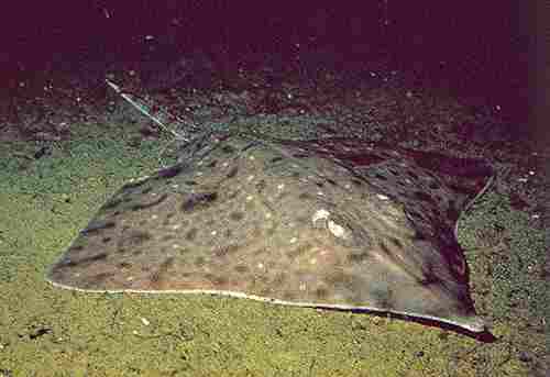 Raja sp