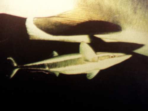 Remora sp
