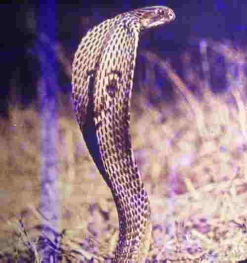 Naja naja