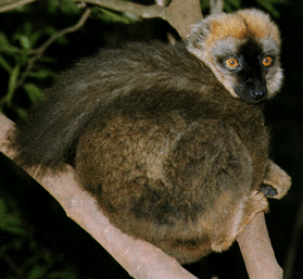 lemurs