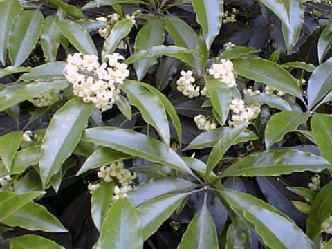 Pittosporum Undulatum Victorian Box