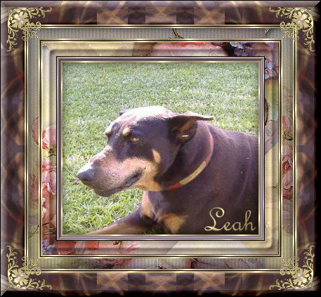 Harradens Irish Lass Leah: In Memorium