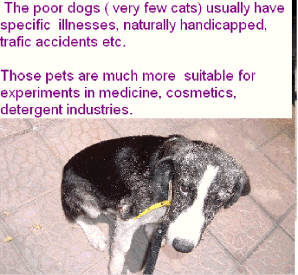 index [www.geocities.ws]