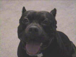 WELCOME TO DOGG POUND PITS!